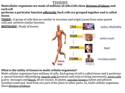 Human Tissue And Its Types Pdf Lung And Respiratory Health Diseases
