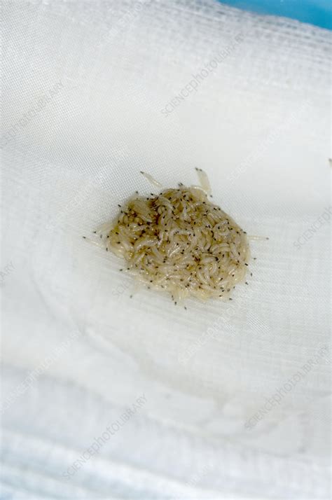 Maggot Therapy Stock Image Z3400758 Science Photo Library