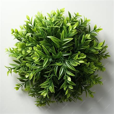 Create An Image Of A Top View Of A Dense Clump Of Grasses Isolated On A