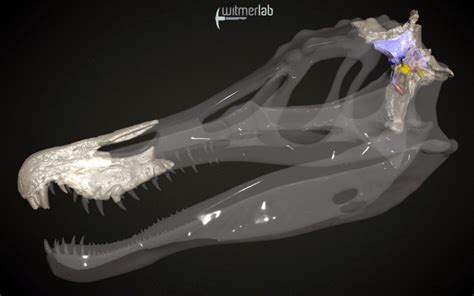 Ohio University Researchers Help Reveal Evolu Eurekalert