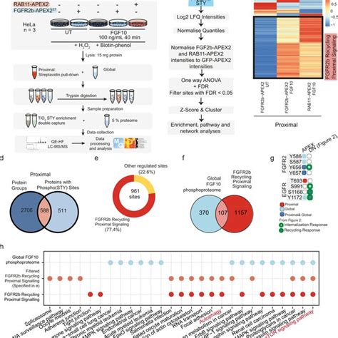 Spatially Resolved Proteomics And Phosphoproteomics Reveal Download Scientific Diagram