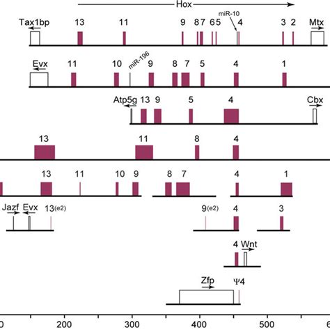 Hox Gene Loci In The Japanese Lamprey Genes Are Represented As Boxes Download Scientific