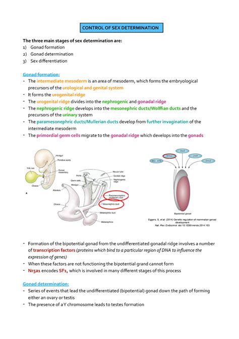 Control Of Sex Determination Notes The Three Main Stages Of Sex Determination Are Gonad