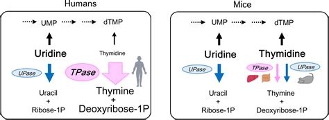 Depletion Of Plasma Thymidine Results In Growth Retardation And