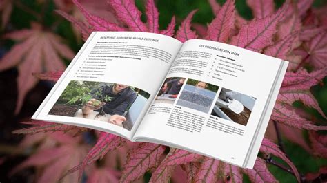 Japanese Maple Tree Propagation Guide Book Digital Book Download Etsy