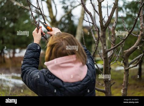 Woman Gardener Using Pruning Shears On To Cut Dry Tree Branches Spring
