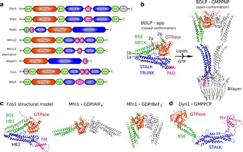 Schematic Representation Of The Modular Domain Architecture Of Selected