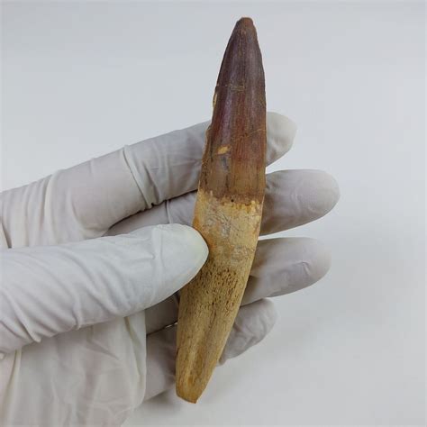 Dinosaur Fossil Bulk Spinosaurus Teeth Kem Kem Fossilpaleo