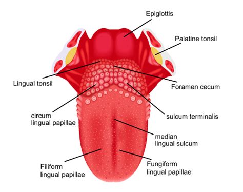 Tongue Structure Parts And Functions Of Tongue Infinity Learn