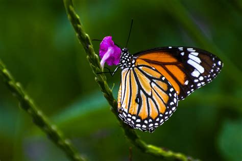 Great To Magnus Butterfly Curve A Metaphor For Emotional Resilience