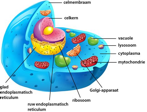 Diagram Van Dierlijke Cel Gelabeld Cytoskelet