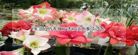 水草金鱼草怎样繁殖 发财农业网