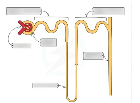Diagram Of Topic Excretion Nephron Structure Biology Quizlet