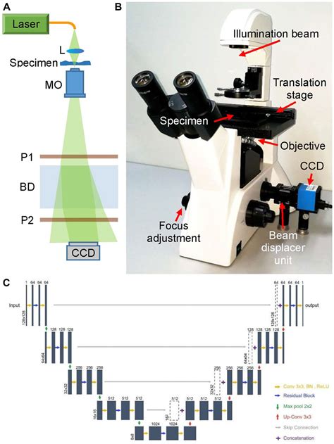 Diffraction Phase Microscopy For Quantifying Cell Str Vrogue Co