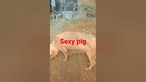 Sexy Pig Youtube