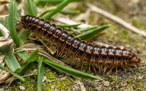 Garden Millipede Palia