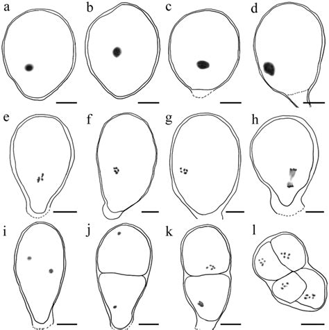 Diagrams for interpretation of Fig 4 Scale bars 5 μm Download Scientific Diagram