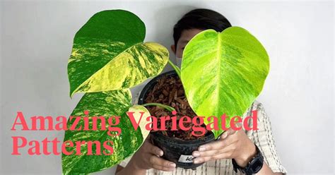 Monstera Aurea The Lemon And Lime Colored Swiss Cheese Plant Article