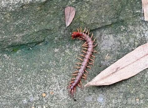 家里出现的蜈蚣有毒吗？怎么弄死？ 知乎