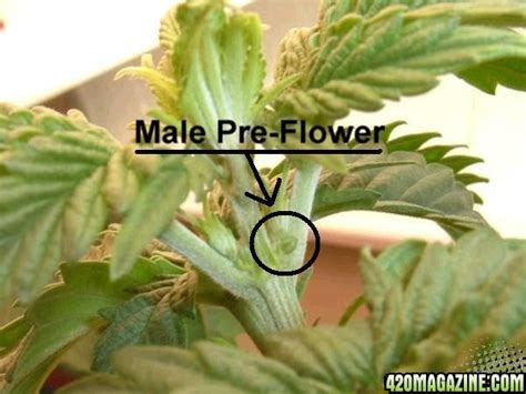 How Do I Determine A Female Sex Plant From A Male Magazine