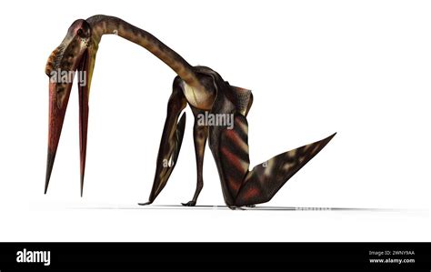 Quetzalcoatlus Is A Genus Of Azhdarchid Pterosaur Known From The Late