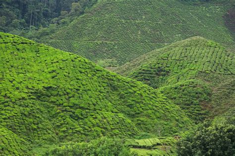 말레이시아 카메론 고원의 차 농장 풍경 녹차 정원 산맥 생태 차 정원 아삼 차 정원 수확 전에 차 차 농장 테라스와 질감 0명에