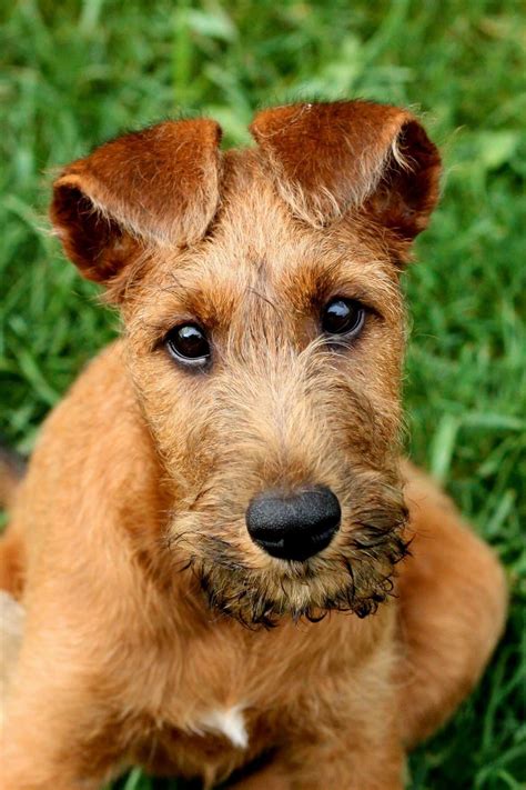 Types Of Terriers At Jacob Ruthann Blog