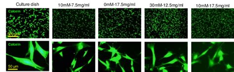 Rat Embryonic Fibroblasts Refs Seeded After 24 H And Stained With Download Scientific