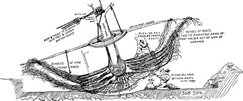 Tree Diagram PNG Transparent Images Free Download Vector Files Pngtree