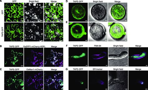 Subcellular Localization Of Tape Gfp In N Benthamiana Epidermal Cells