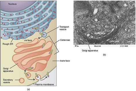 What Is The Difference Between Cis And Trans Face Of Golgi Apparatus