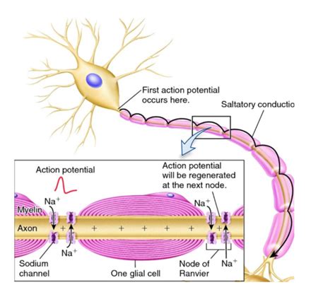 Diagram Of Action Potentials Strength Of Stimulus And Speed Of Conduction Quizlet