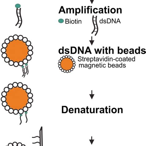 Shematic View Of Bacteria Detection Download Scientific Diagram
