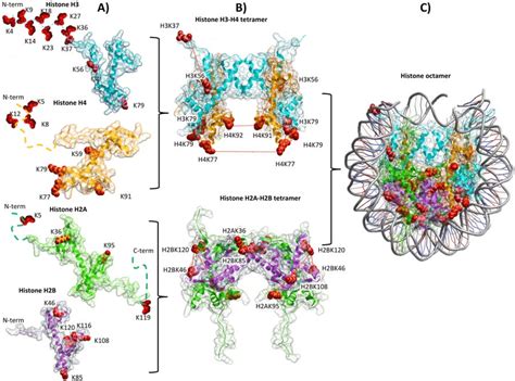 Cross Links Mapped Onto Structure Of Nucleosome Pdb 3afa A