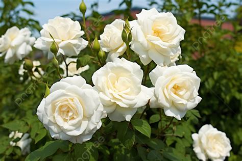 정원에 피는 흰 장미 높은 해상도 꽃 하얀 장미 배경 일러스트 및 사진 무료 다운로드 Pngtree