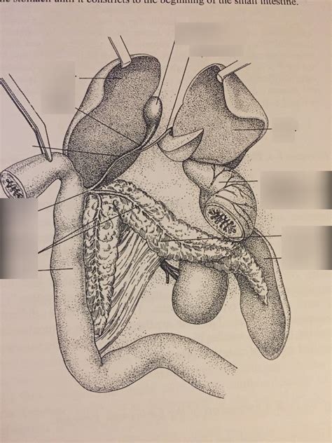Duodenumforegut Structures In Cat Diagram Quizlet