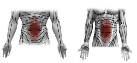 Exam 3 Rectus Sheath And Tap Blocks Flashcards Quizlet