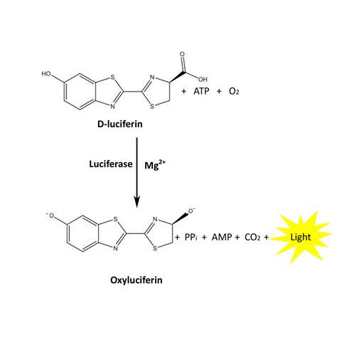 Firefly Luciferase Reporter Assay │g Biosciences