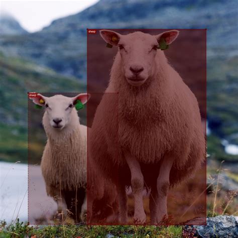 Sheep Detection Kaggle