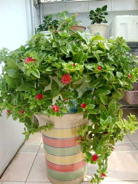 這種吊蘭又美又好養粗管粗放1年鋪滿陽台紅花綠葉太美 每日頭條