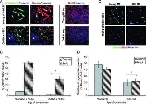 Aged Muscle Niche Inhibits The Regenerative Potential Of Hescs And Download Scientific Diagram