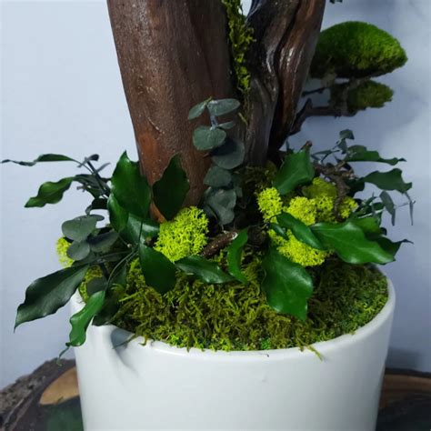 Бонсай с топчест мъх и стабилизирани растения Handmasters Bg