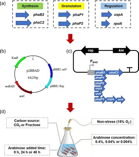 The Overexpression Of Phasin And Regulator Genes Promoting The Synthesis Of Polyhydroxybutyrate