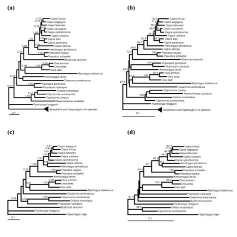 Bayesian Tree A And Maximum Likelihood Tree B Of The Entire