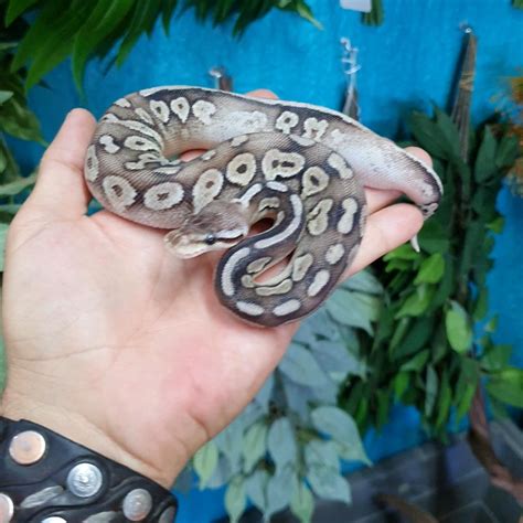 17 Pet Snake Ideas Pet Snake Ball Python Morphs Pretty Snakes