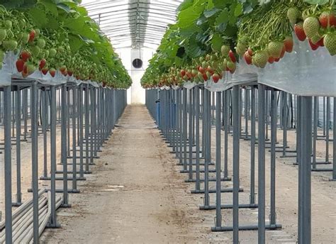 아침애딸기농장은요 논산딸기체험 아침애딸기농장