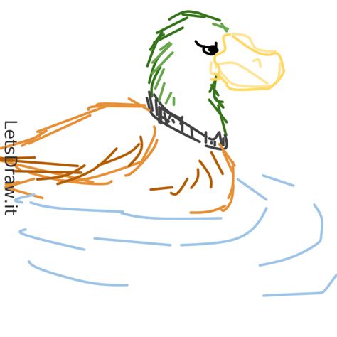 How To Draw Duck Do Nqa Png LetsDrawIt