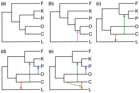 maximum pseudo likelihood inference results on the true gene tree