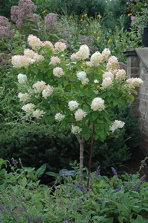 Limelight Hydrangea Tree Form Calloways Nursery