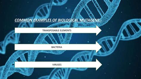 Biological Mutagens Factors презентация онлайн